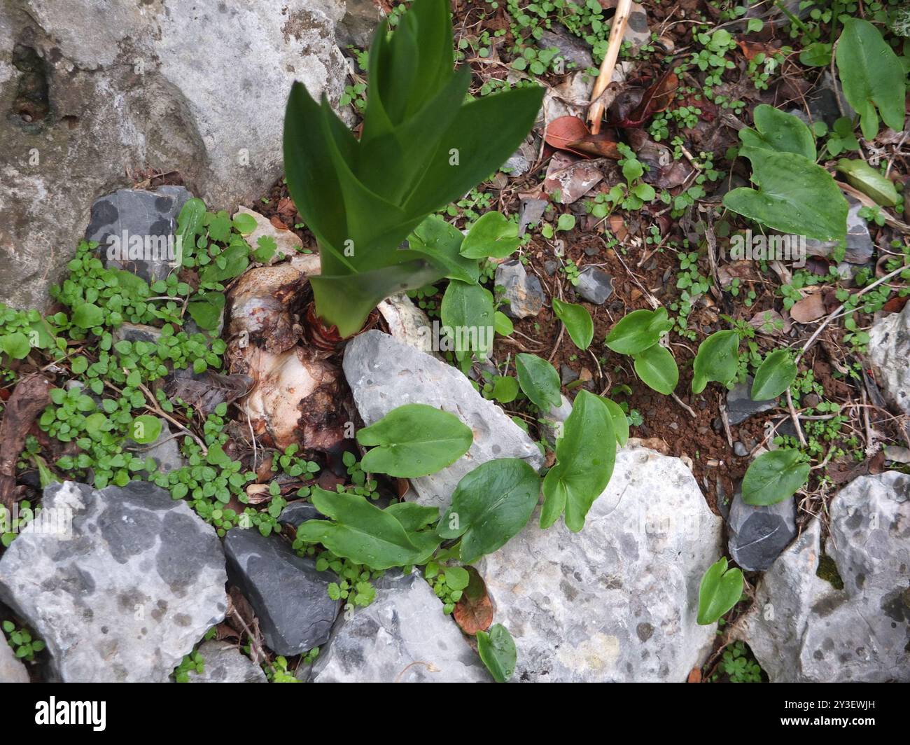 Friar's-cowl (Arisarum vulgare) Plantae Stock Photo - Alamy