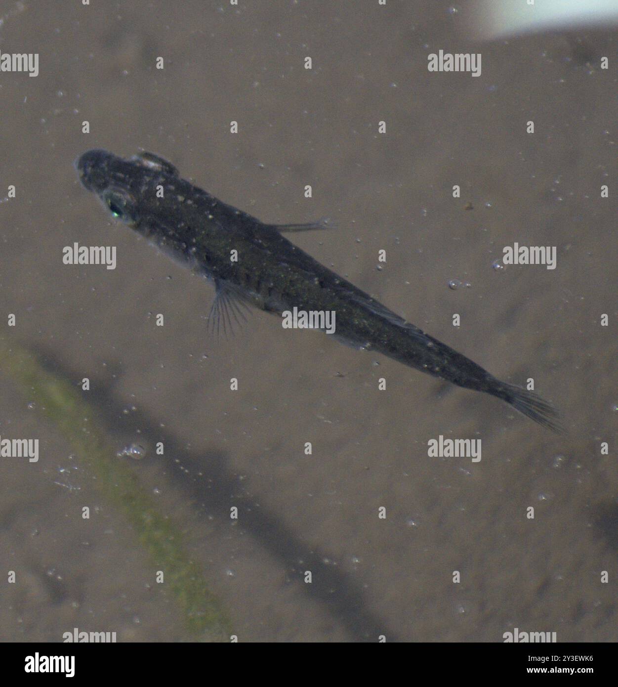 Threespine Stickleback (Gasterosteus aculeatus) Actinopterygii Stock ...