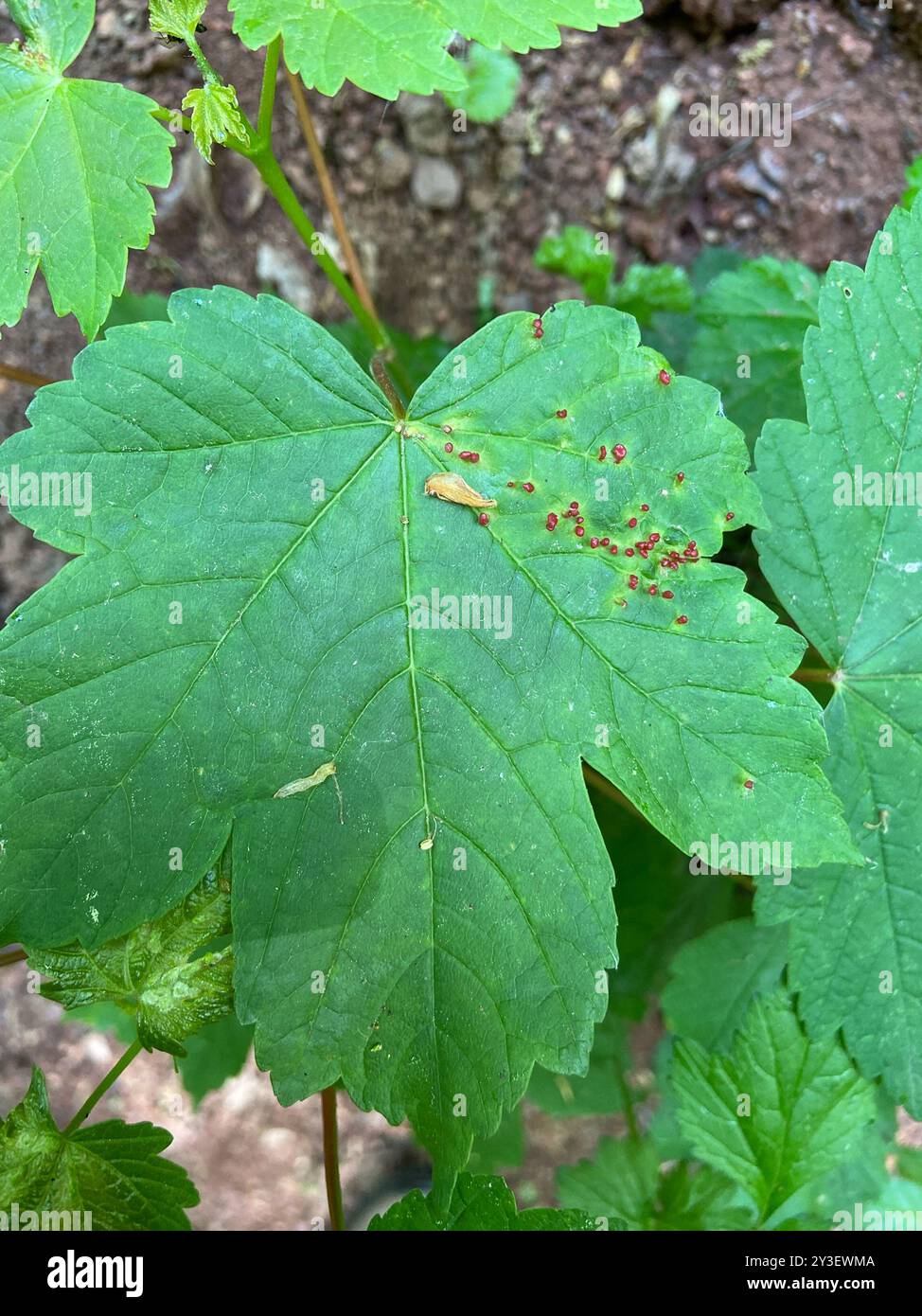 Maple gall mite (Aceria macrorhyncha) Arachnida Stock Photo - Alamy