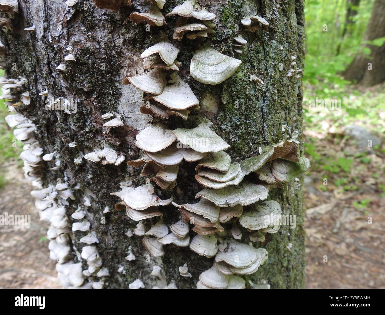 violet-toothed polypore (Trichaptum biforme) Fungi Stock Photo - Alamy