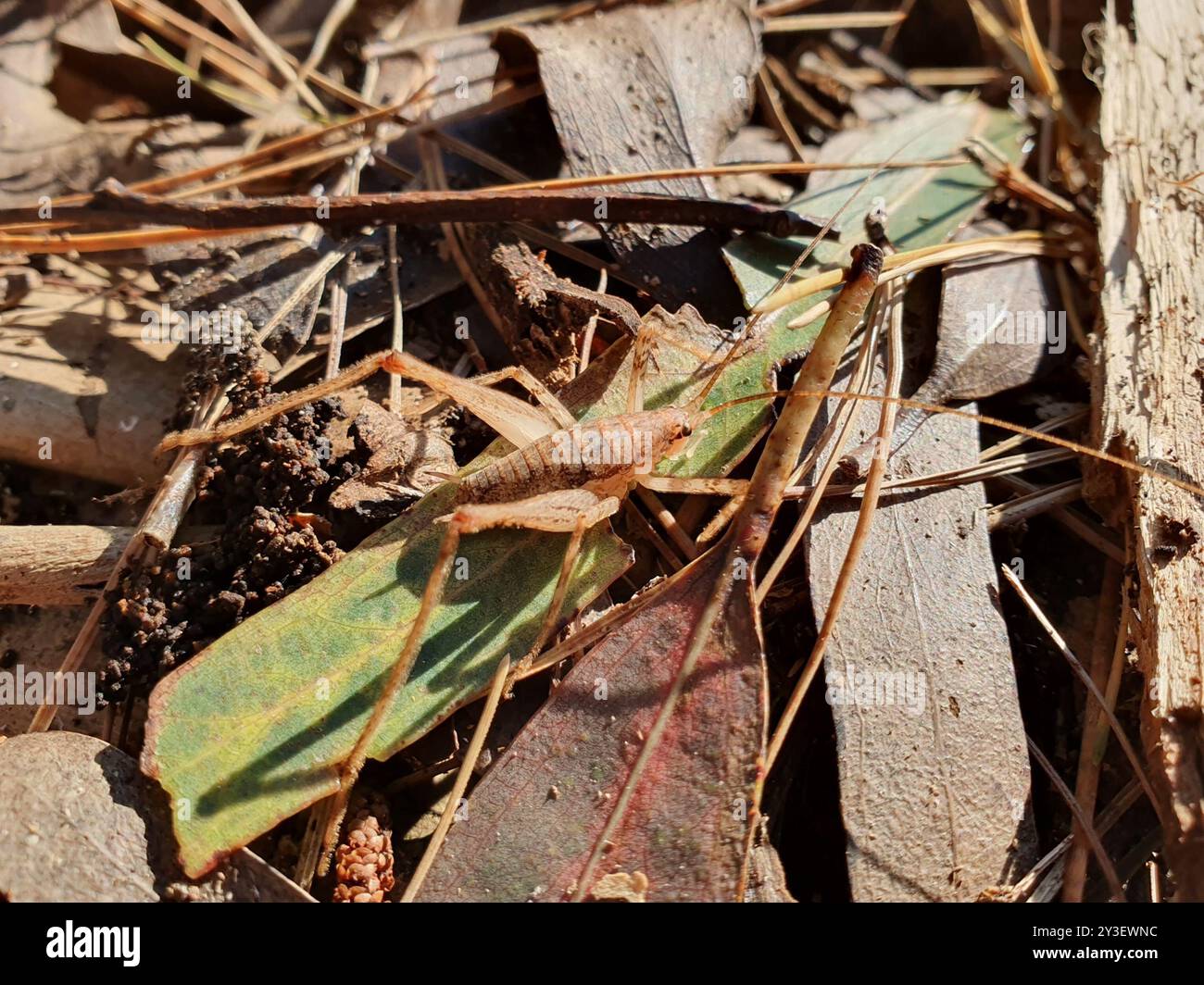 Camel Crickets, Cave Crickets, and Cave Wēta (Rhaphidophoridae) Insecta ...