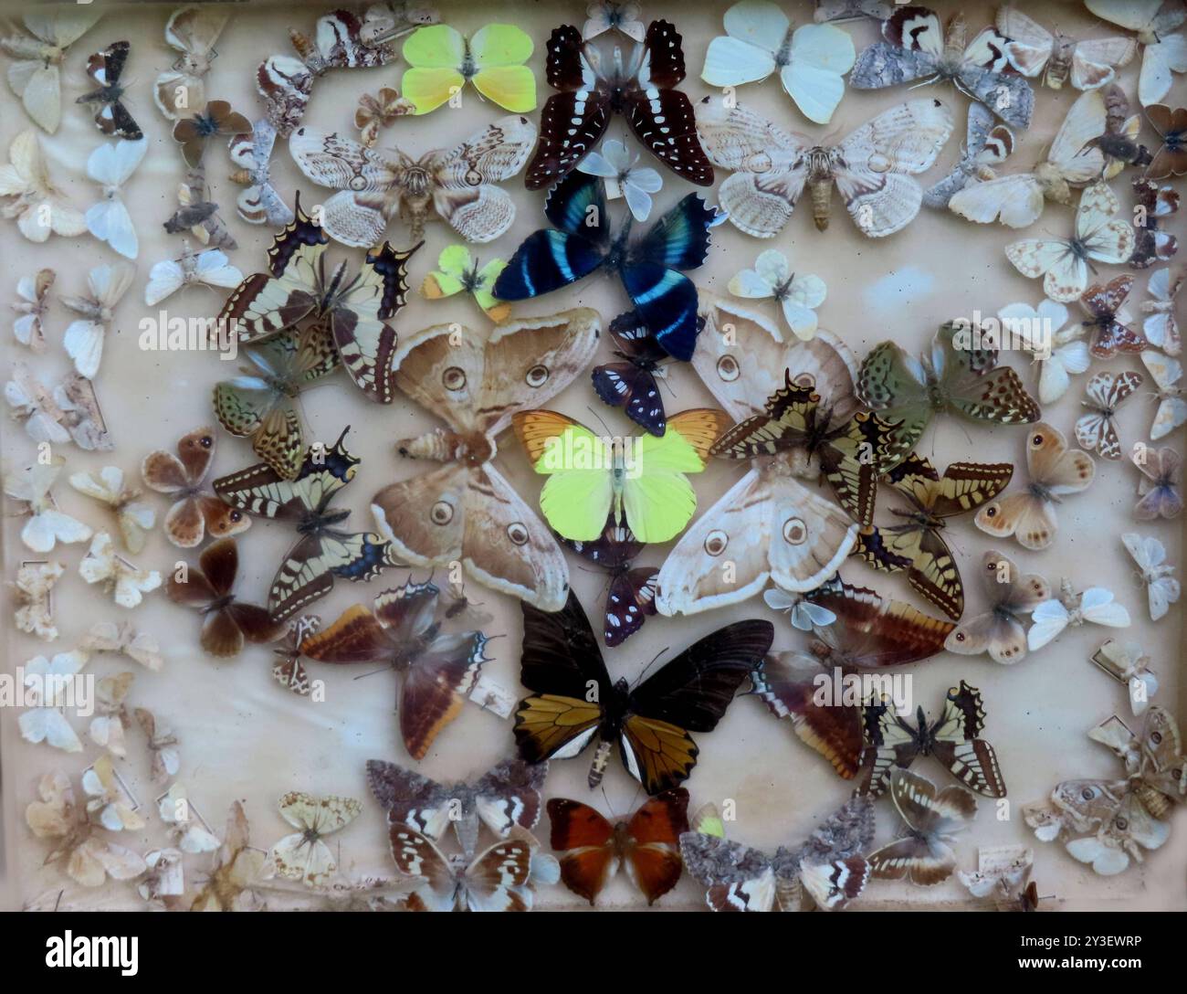 Gespeisst hi-res stock photography and images - Alamy
