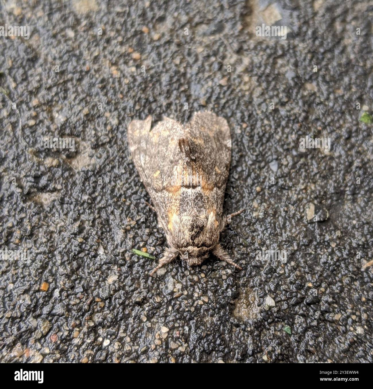 Banded Pebble Moth (Gluphisia severa) Insecta Stock Photo - Alamy