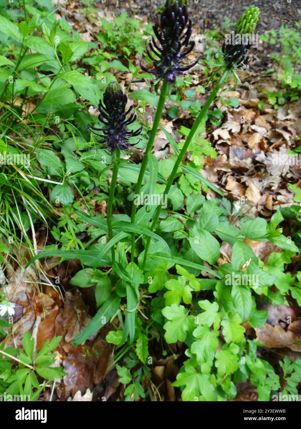 Black Rampion (Phyteuma nigrum) Plantae Stock Photo - Alamy