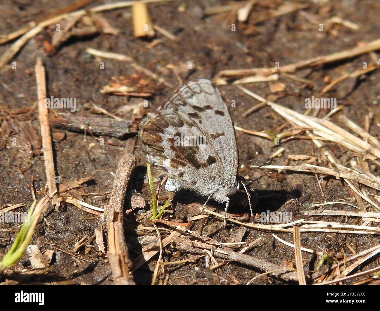Spring Azure (Celastrina ladon) Insecta Stock Photo - Alamy