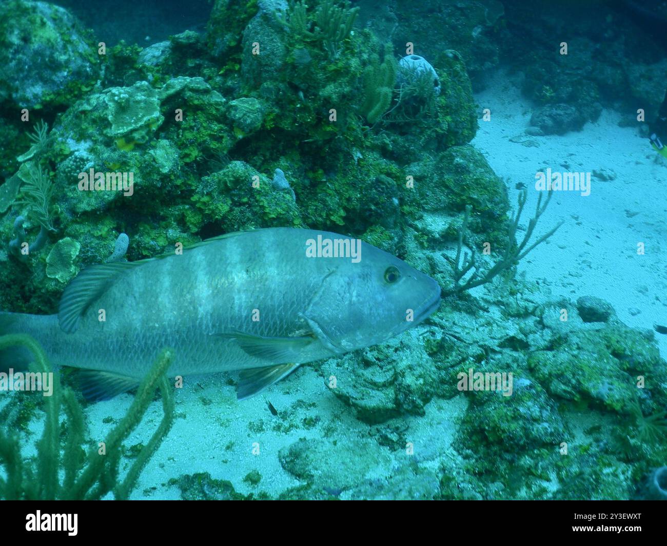 Cubera Snapper (Lutjanus cyanopterus) Actinopterygii Stock Photo - Alamy