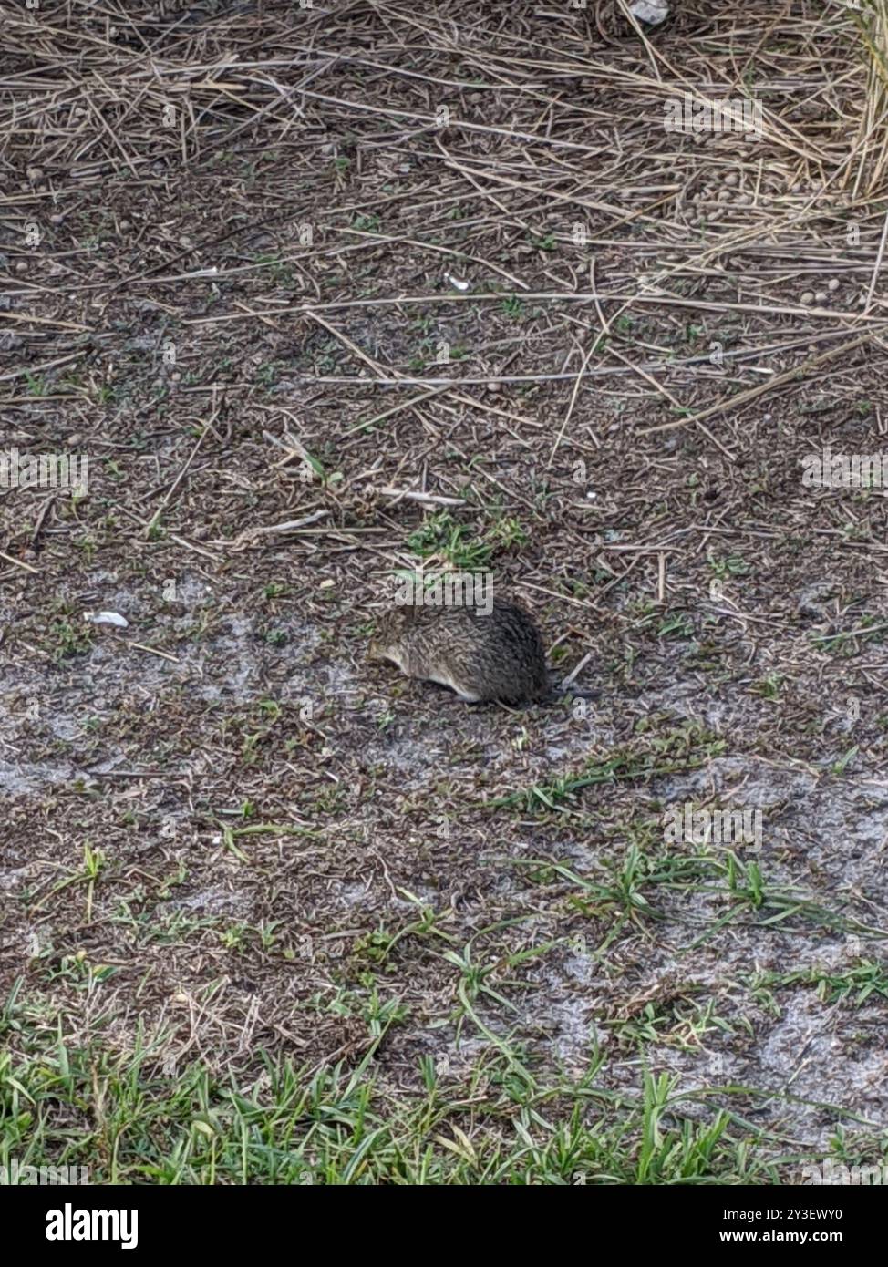 Hamsters, Voles, Lemmings, and Allies (Cricetidae) Mammalia Stock Photo ...
