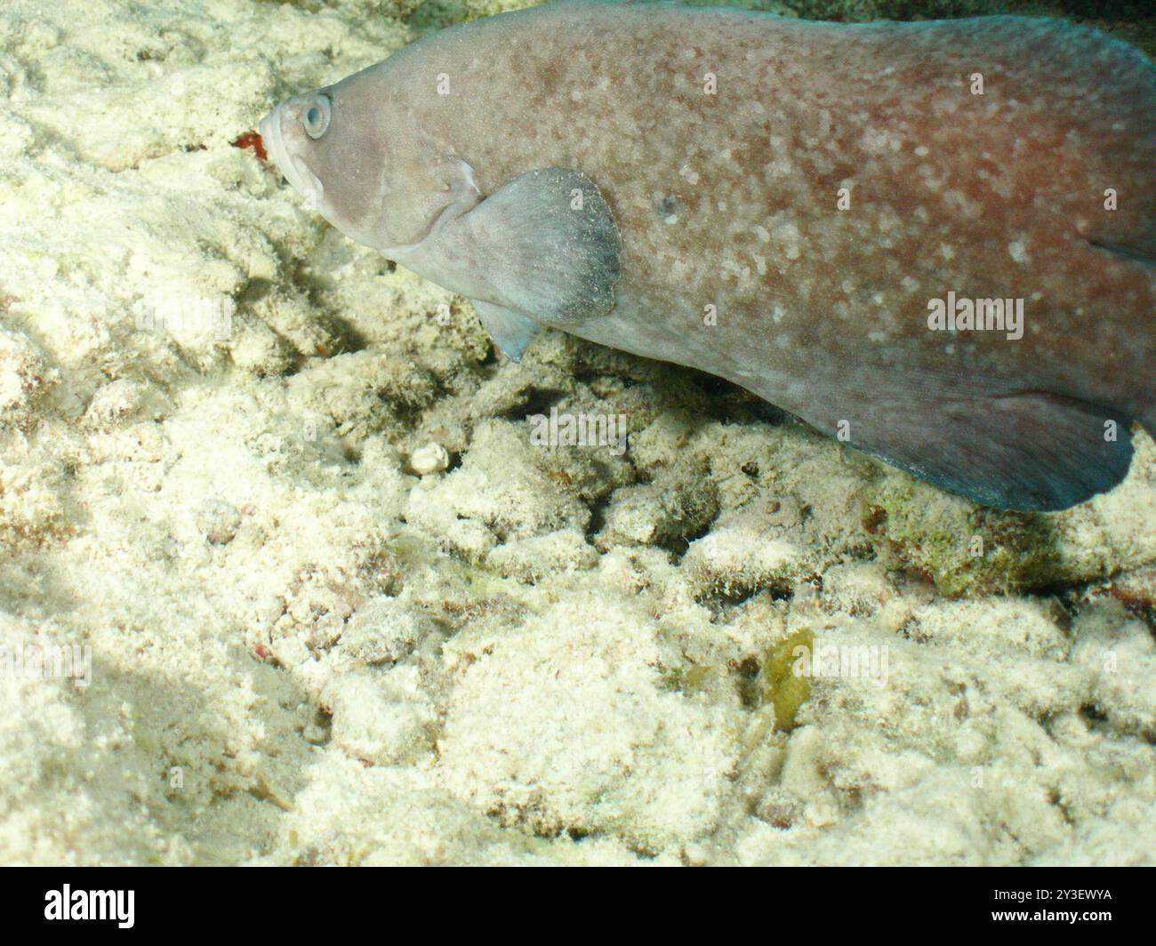 Greater Soapfish (Rypticus saponaceus) Actinopterygii Stock Photo - Alamy