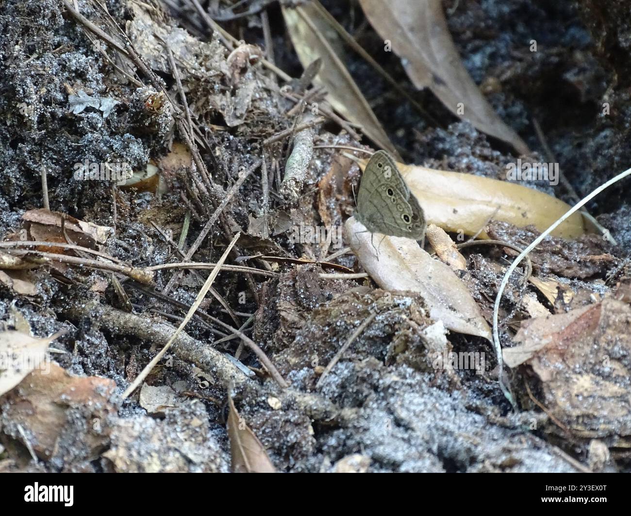 Carolina Satyr (Hermeuptychia sosybius) Insecta Stock Photo - Alamy