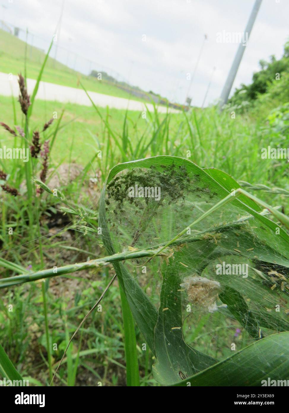 American Nursery Web Spider (Pisaurina mira) Arachnida Stock Photo - Alamy