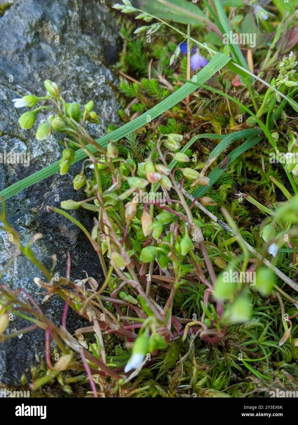 Narrow-leaved Montia (Montia linearis) Plantae Stock Photo - Alamy