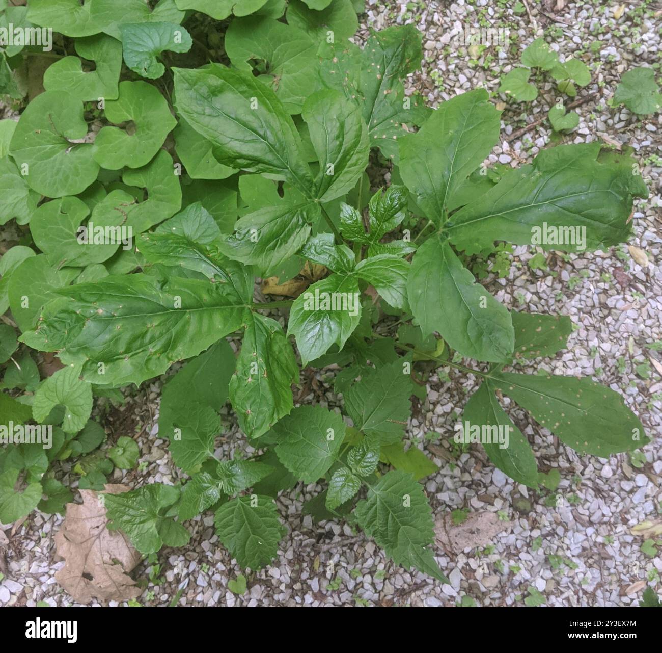 rattlesnake roots (Nabalus) Plantae Stock Photo - Alamy