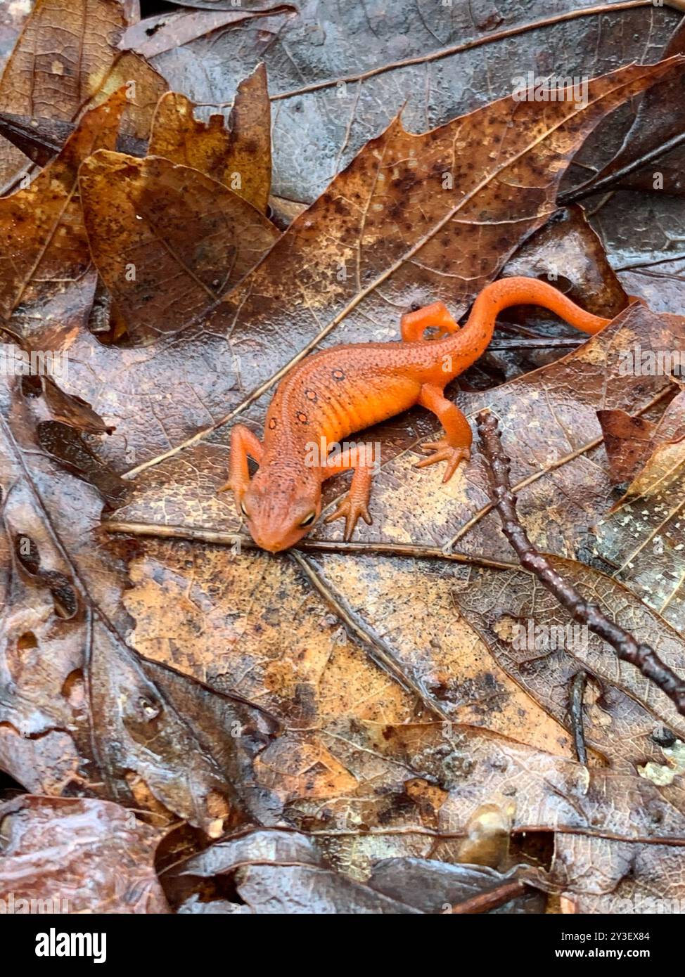 Eastern Newt (Notophthalmus viridescens) Amphibia Stock Photo - Alamy