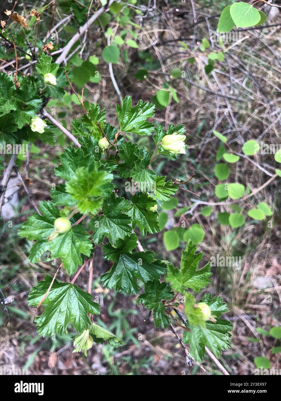 Rocky Mountain raspberry (Rubus deliciosus) Plantae Stock Photo - Alamy