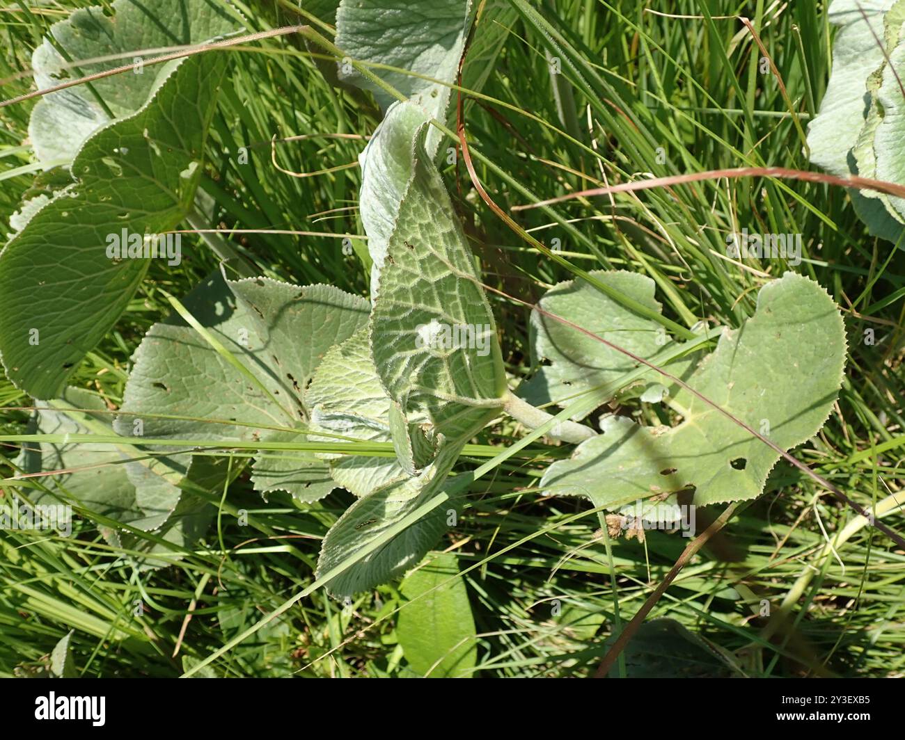 River Pumpkin (Gunnera perpensa) Plantae Stock Photo - Alamy