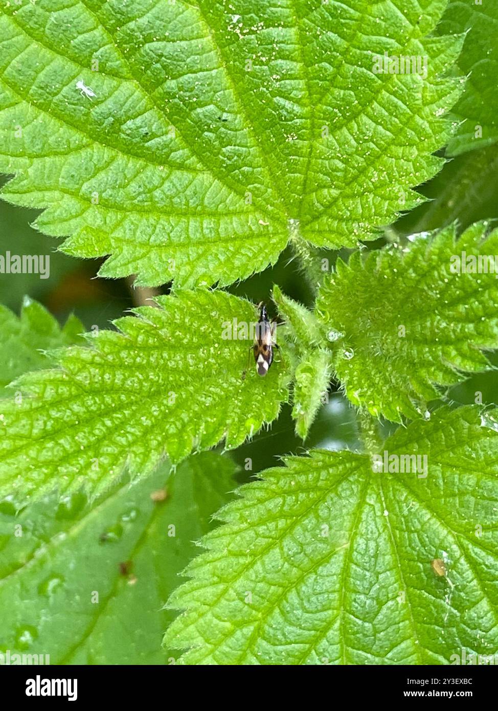Common Flowerbug (Anthocoris nemorum) Insecta Stock Photo - Alamy