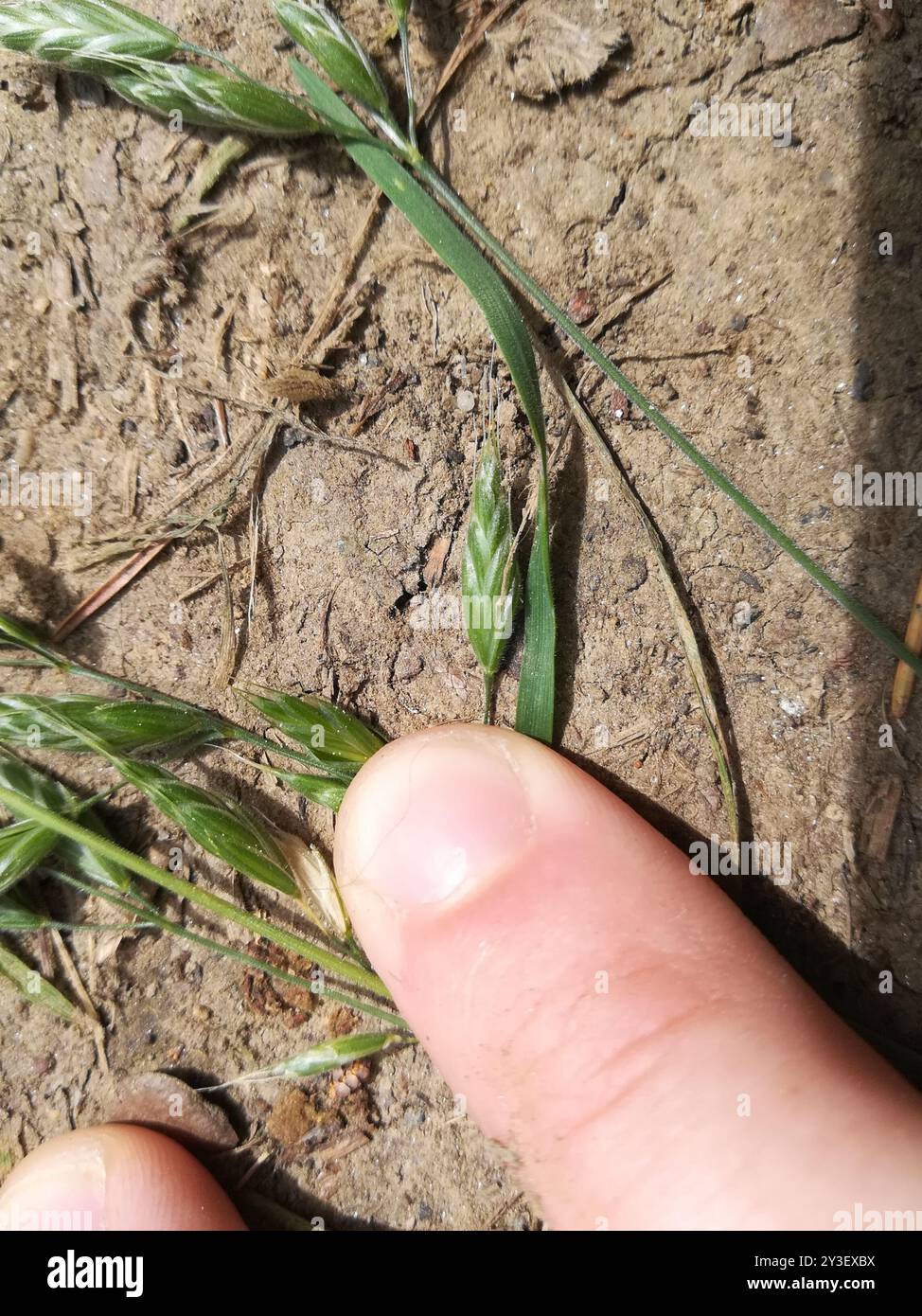 common soft brome (Bromus hordeaceus) Plantae Stock Photo - Alamy