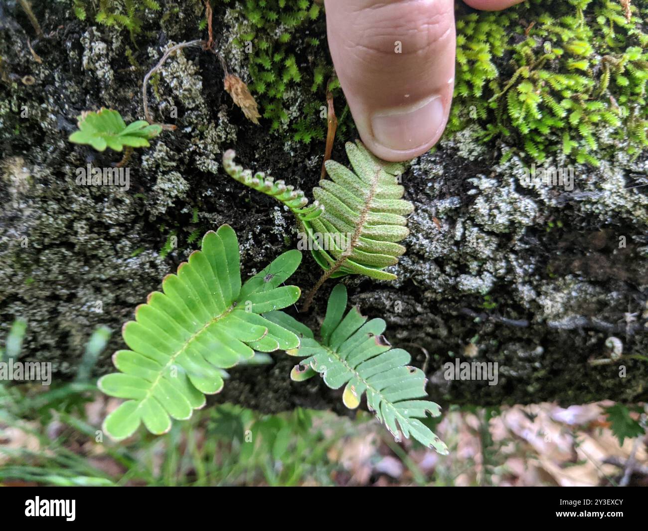 resurrection fern (Pleopeltis michauxiana) Plantae Stock Photo - Alamy