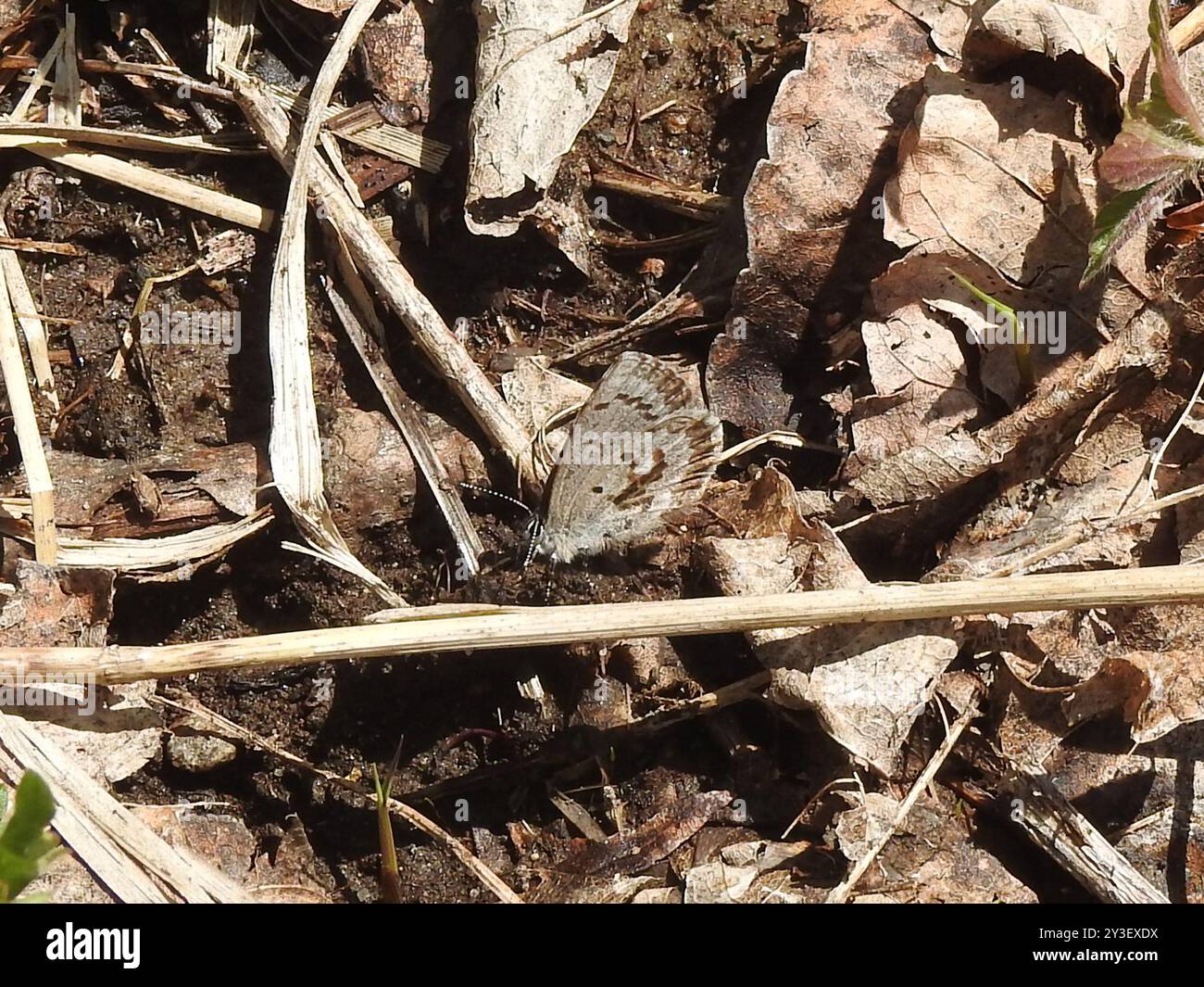 Spring Azure (Celastrina ladon) Insecta Stock Photo - Alamy