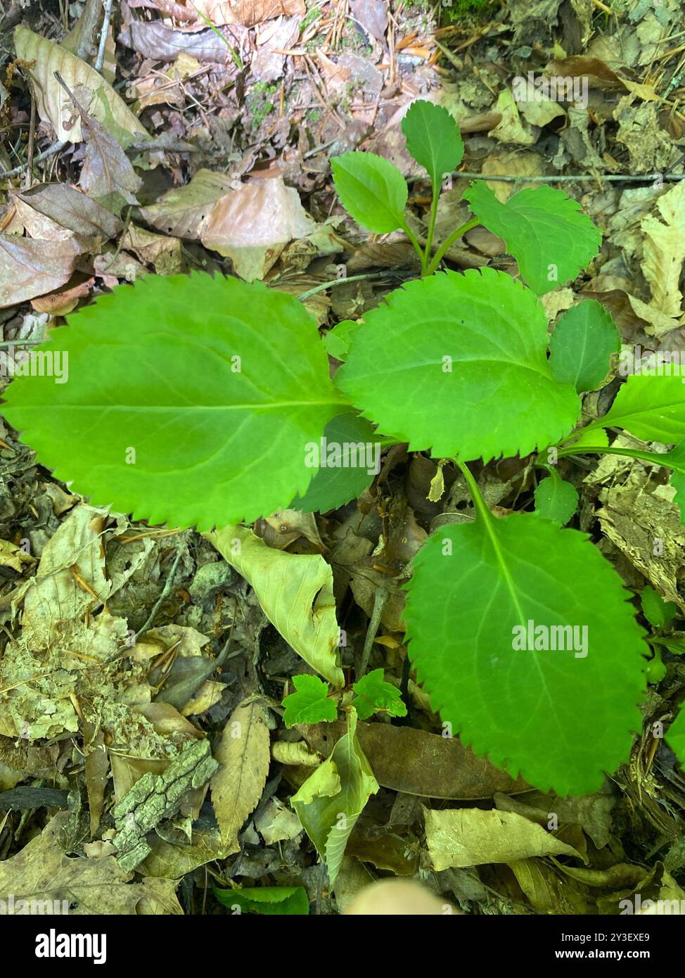 cut-leaf goldenrod (Solidago arguta) Plantae Stock Photo - Alamy