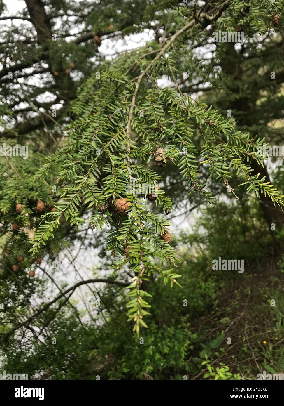 eastern hemlock (Tsuga canadensis) Plantae Stock Photo - Alamy