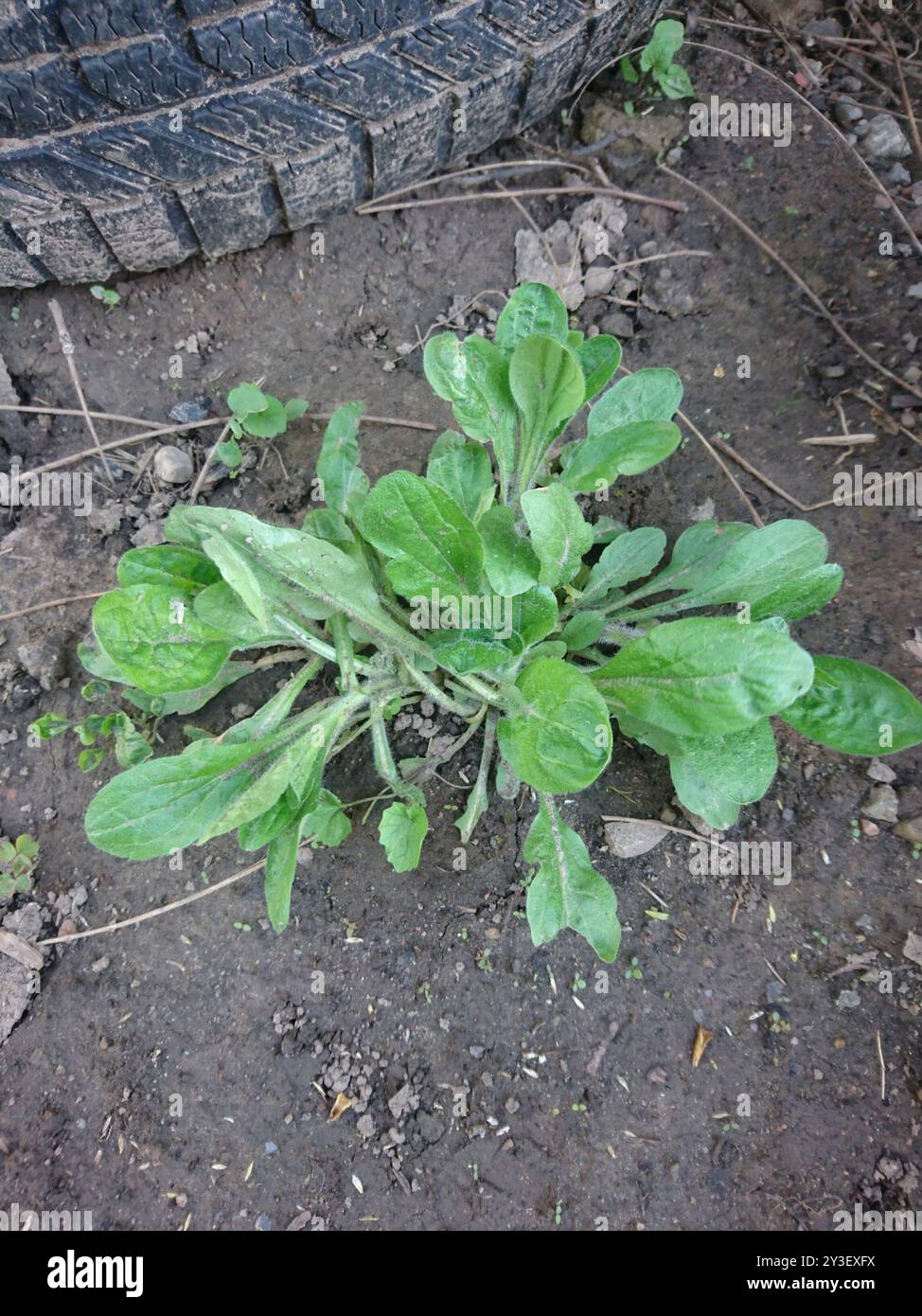 plants (Plantae) Plantae Stock Photo - Alamy