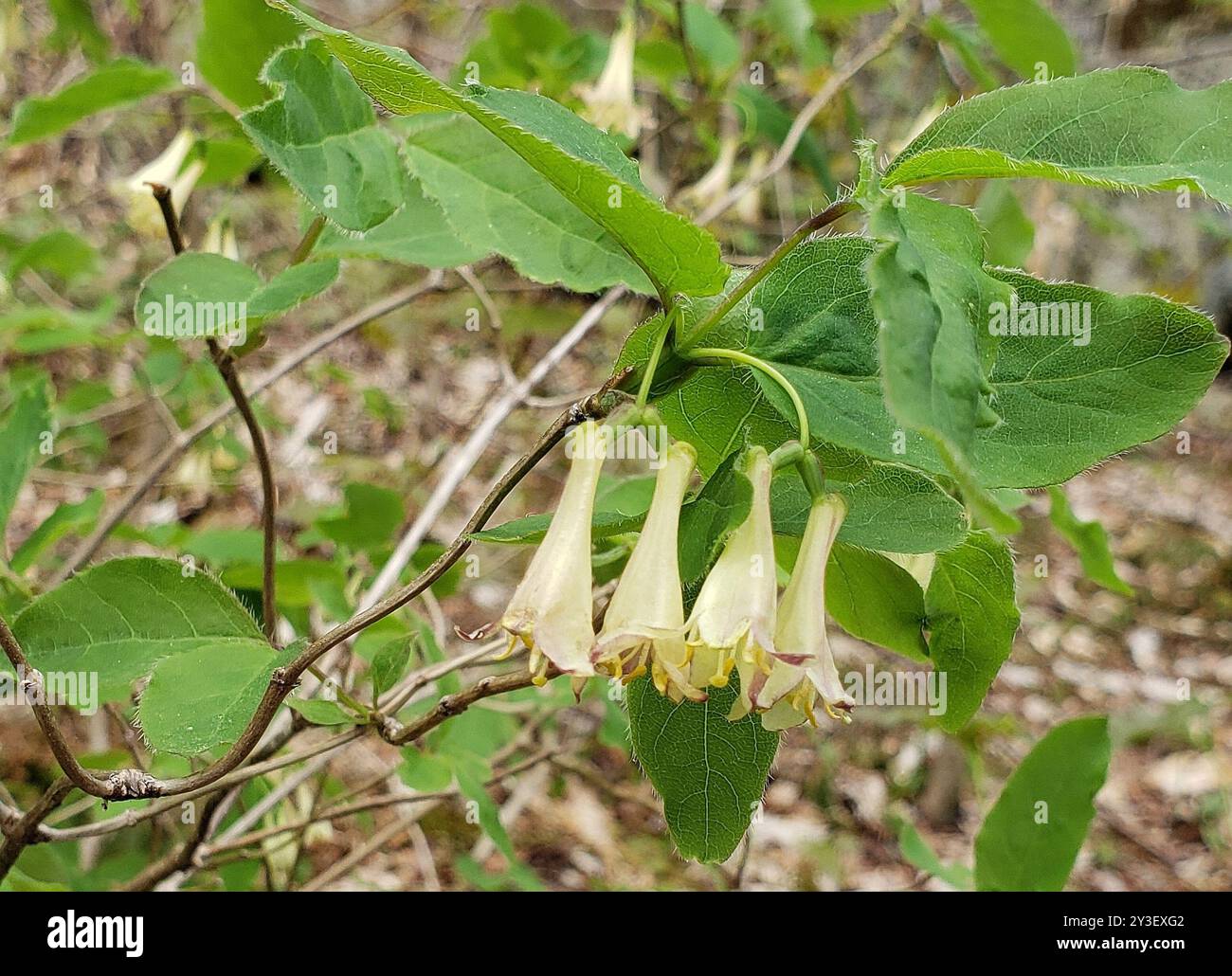 American fly-honeysuckle (Lonicera canadensis) Plantae Stock Photo - Alamy