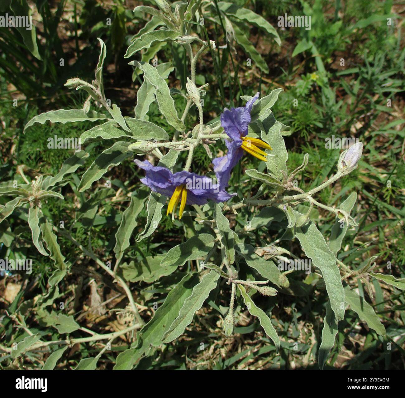 silverleaf nightshade (Solanum elaeagnifolium) Plantae Stock Photo - Alamy
