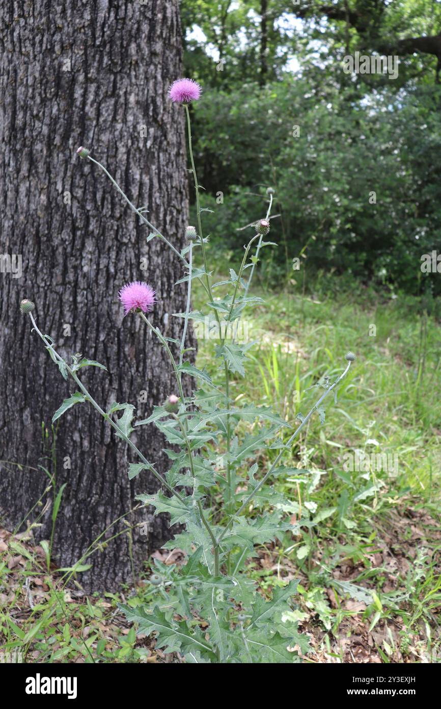 Texas Thistle (Cirsium texanum) Plantae Stock Photo - Alamy