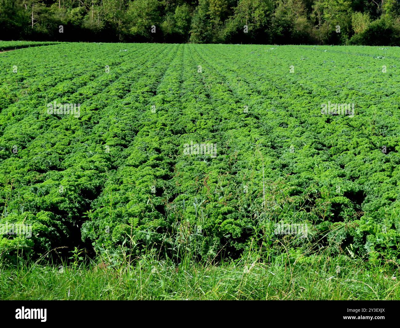 ...bei dieser Pracht freut man sich naturgemaeß auf die frostige ...