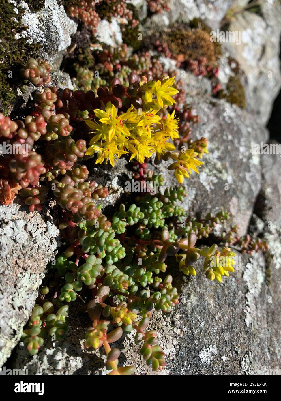 Pacific stonecrop (Sedum divergens) Plantae Stock Photo - Alamy
