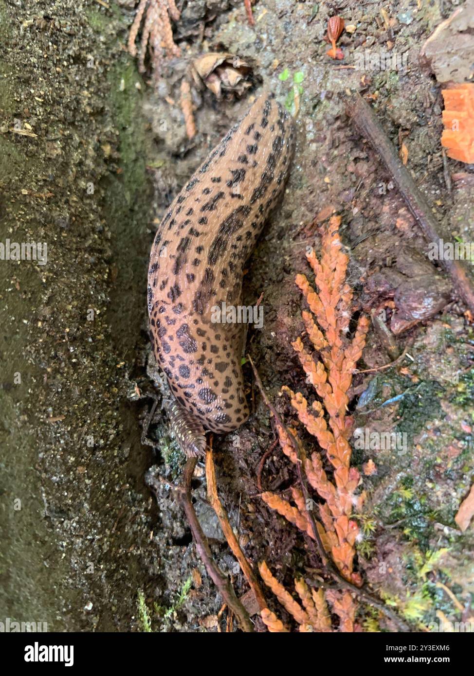 Leopard Slug (Limax maximus) Mollusca Stock Photo - Alamy