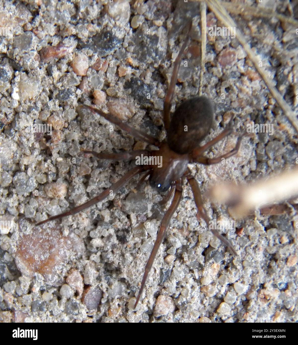 South American Toothed Hacklemesh Weaver (Metaltella simoni) Arachnida ...