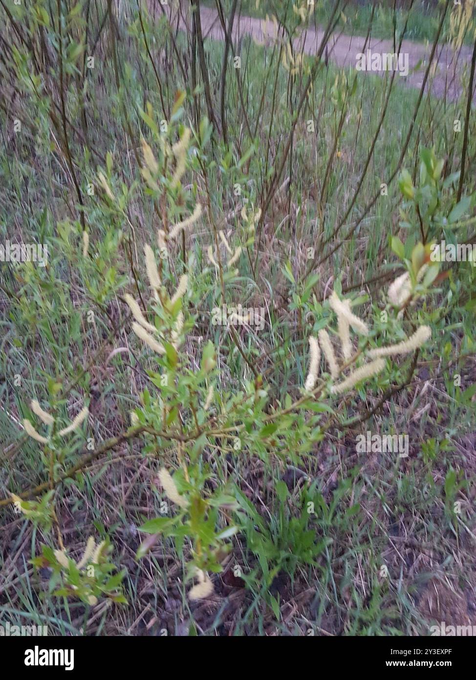 Almond Willow (Salix triandra) Plantae Stock Photo - Alamy
