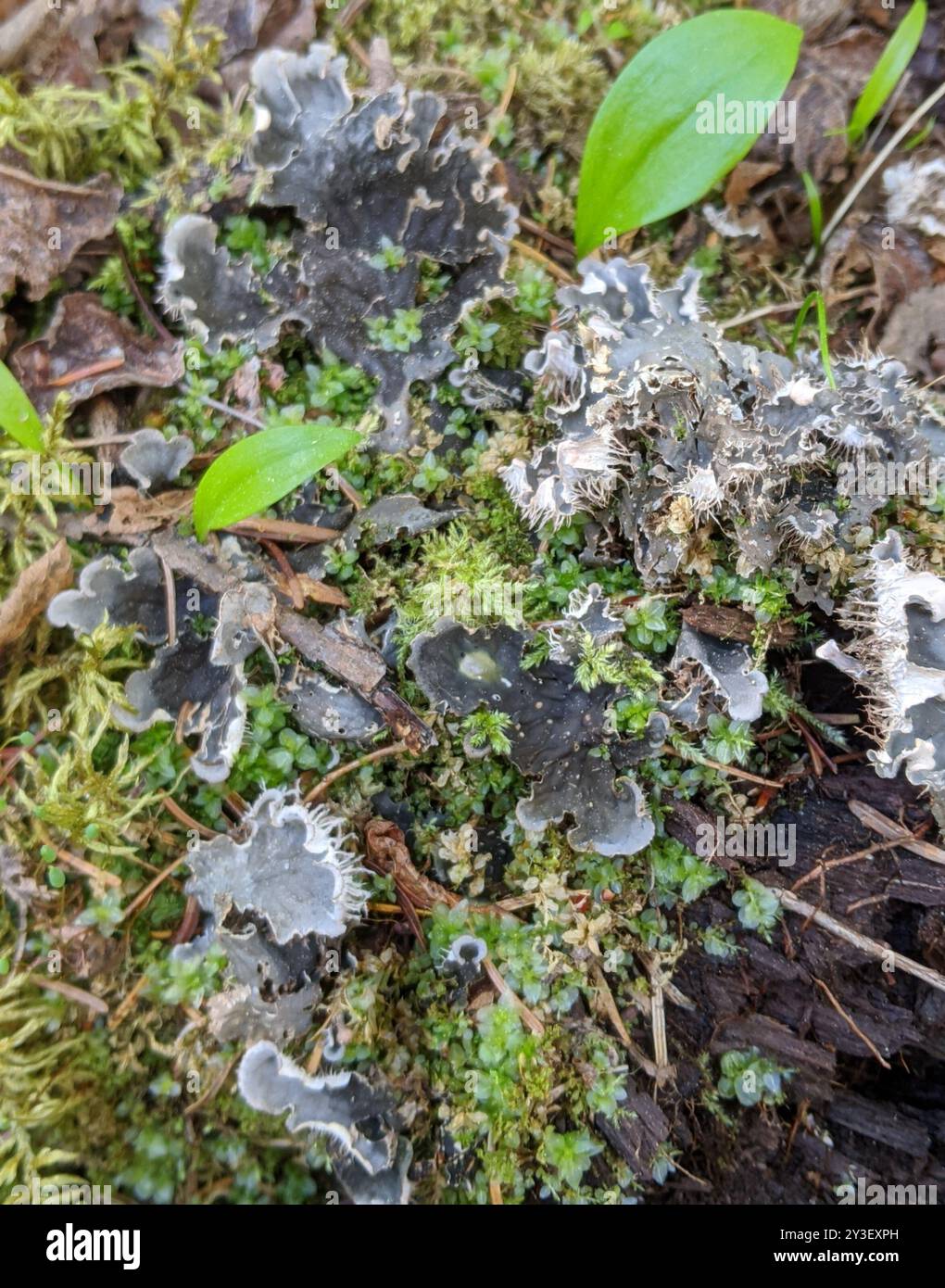 dog pelt lichen (Peltigera canina) Fungi Stock Photo - Alamy