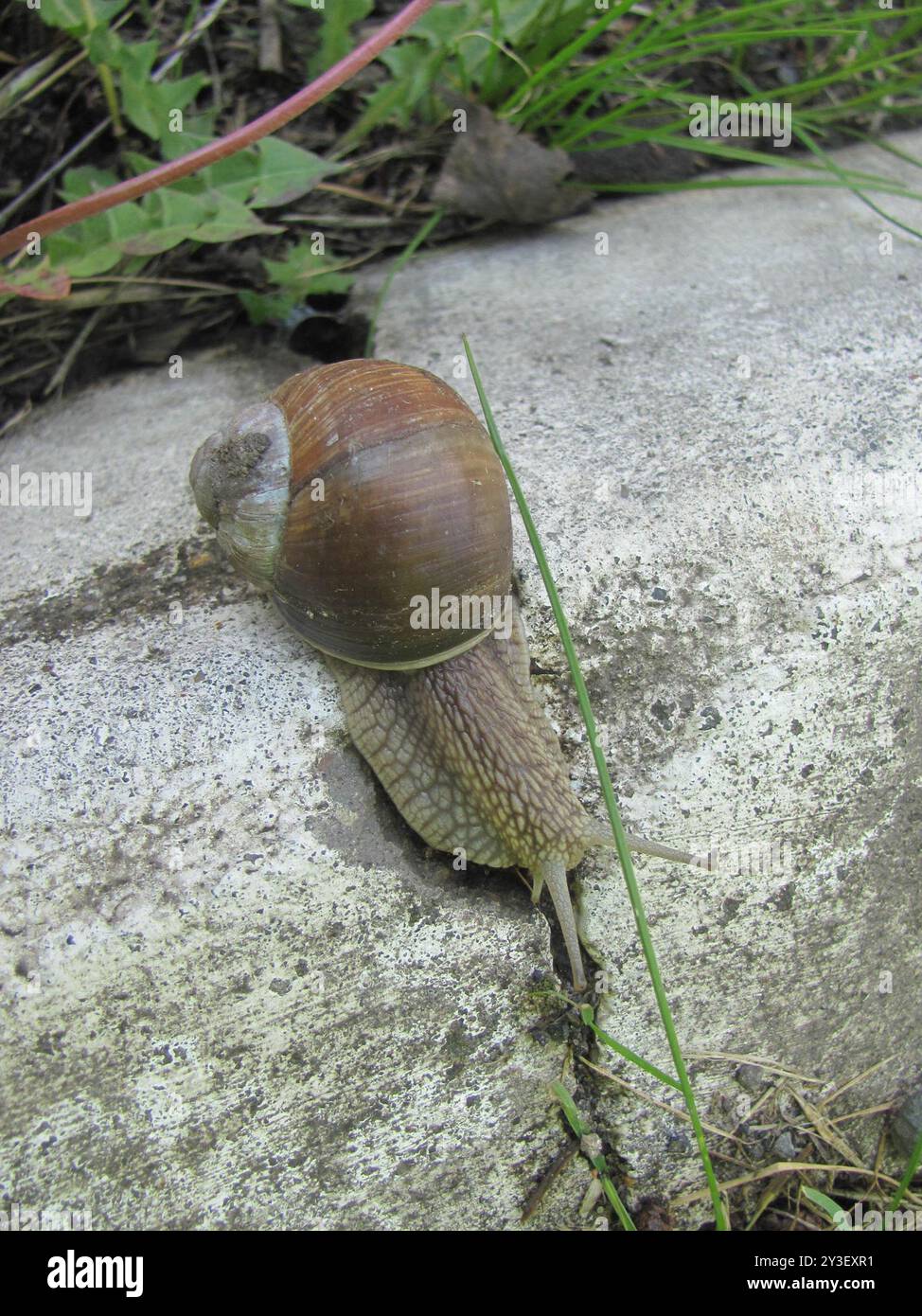 Roman Snail (Helix pomatia) Mollusca Stock Photo - Alamy