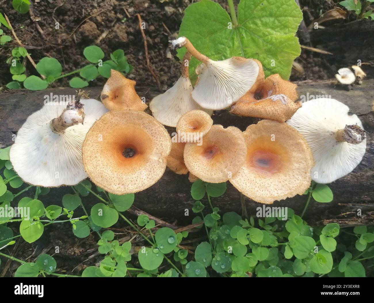 (Panus strigellus) Fungi Stock Photo - Alamy