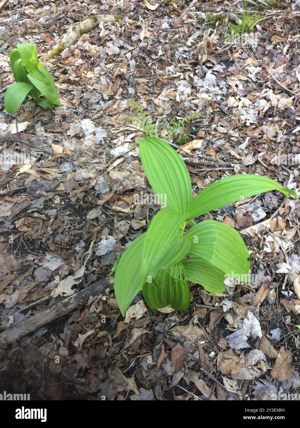 green false hellebore (Veratrum viride) Plantae Stock Photo - Alamy