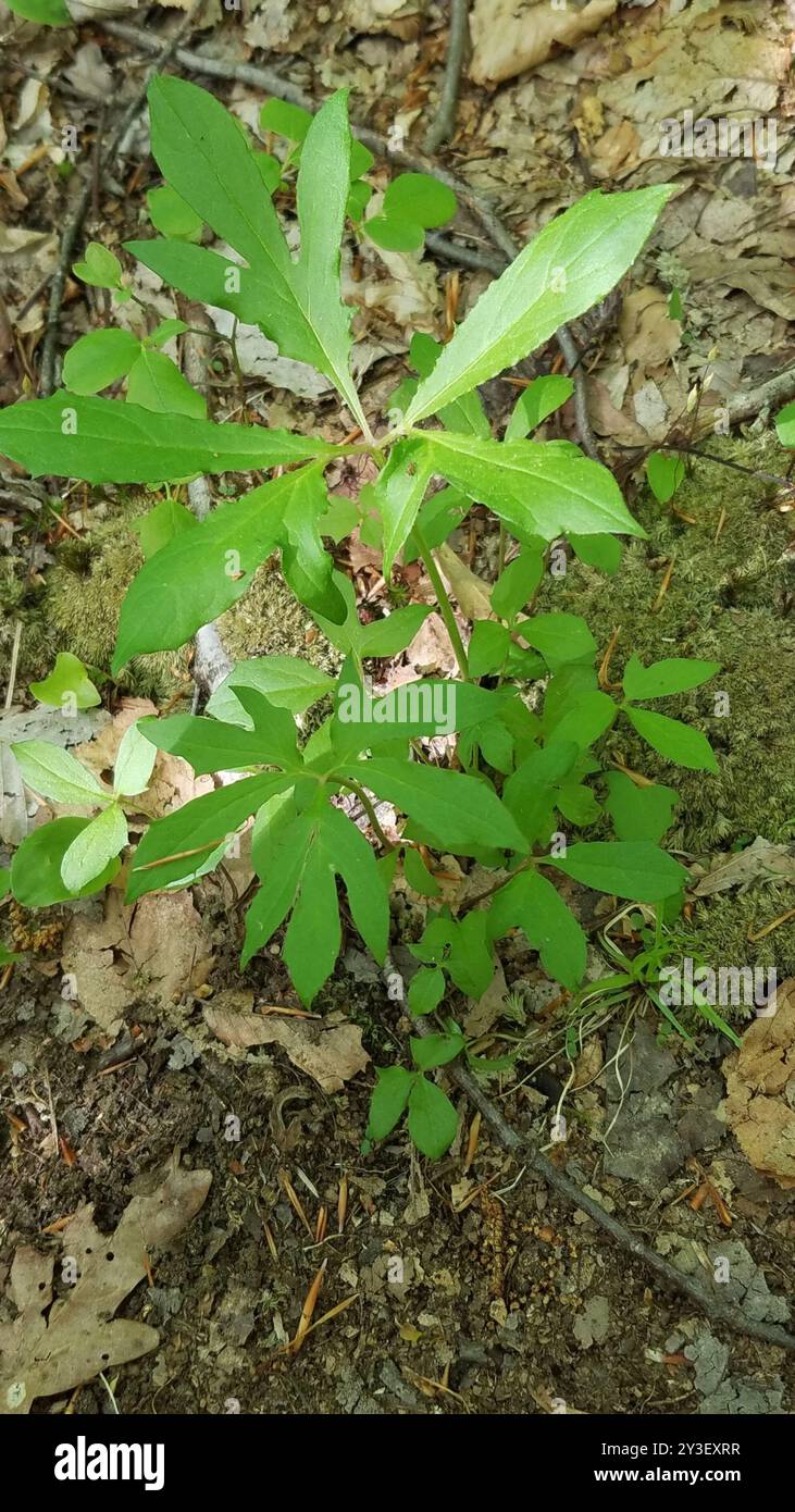 rattlesnake roots (Nabalus) Plantae Stock Photo - Alamy
