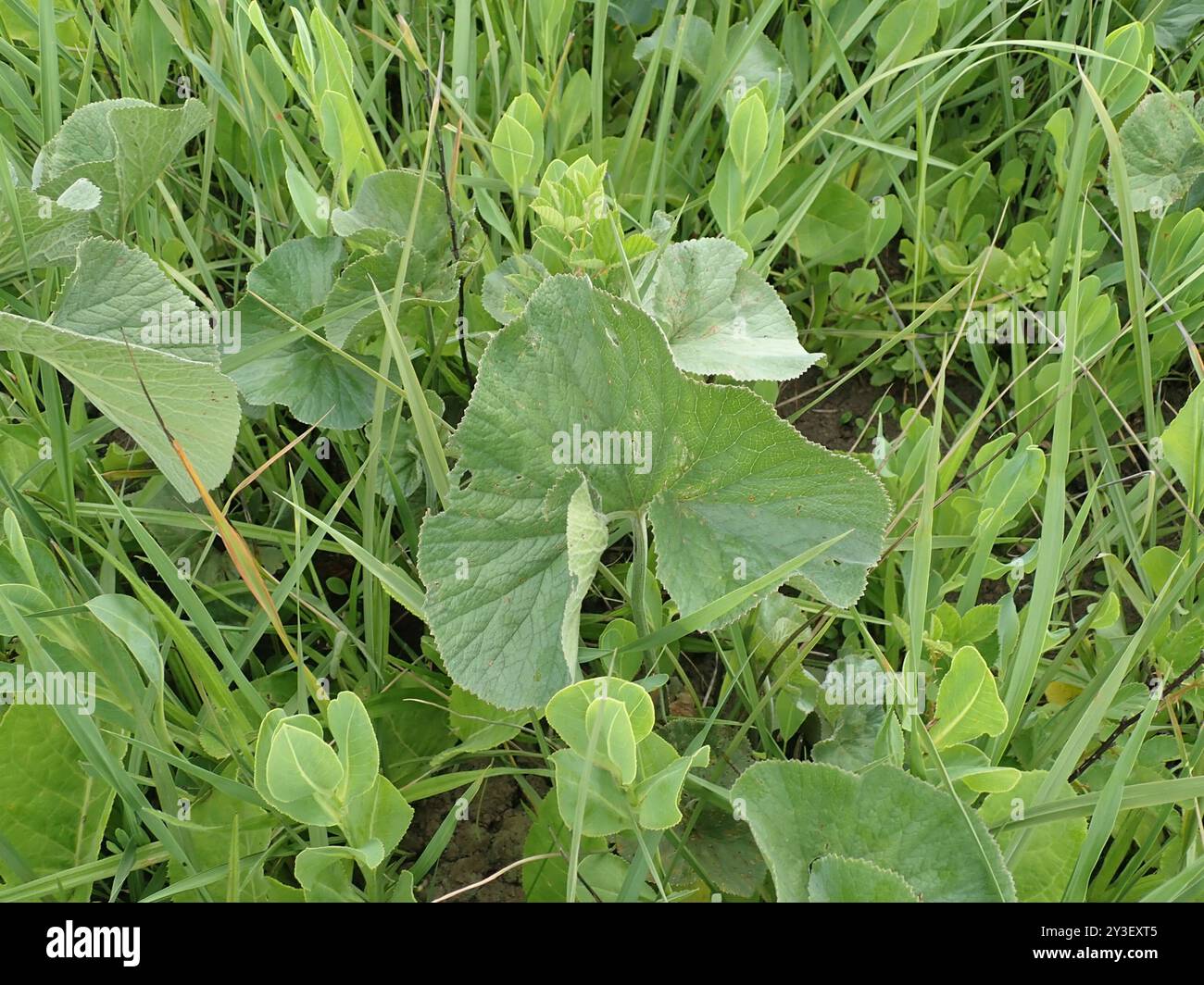 River Pumpkin (Gunnera perpensa) Plantae Stock Photo - Alamy