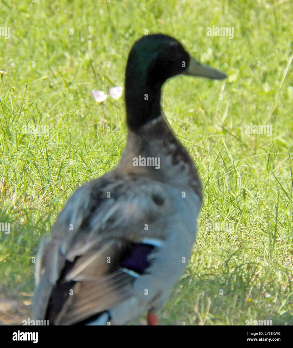 Domestic Mallard (Anas platyrhynchos domesticus) Aves Stock Photo - Alamy