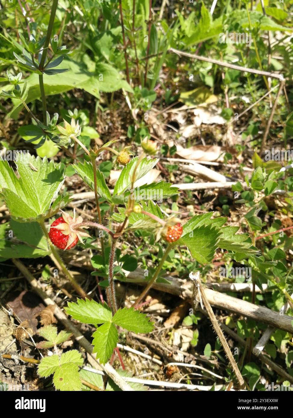woodland strawberry (Fragaria vesca) Plantae Stock Photo - Alamy