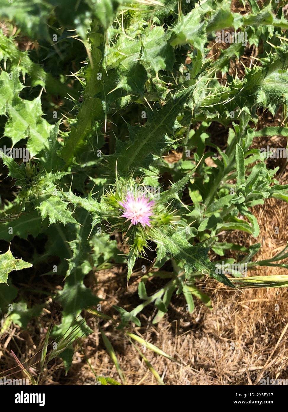 Slender Thistle (Carduus tenuiflorus) Plantae Stock Photo - Alamy