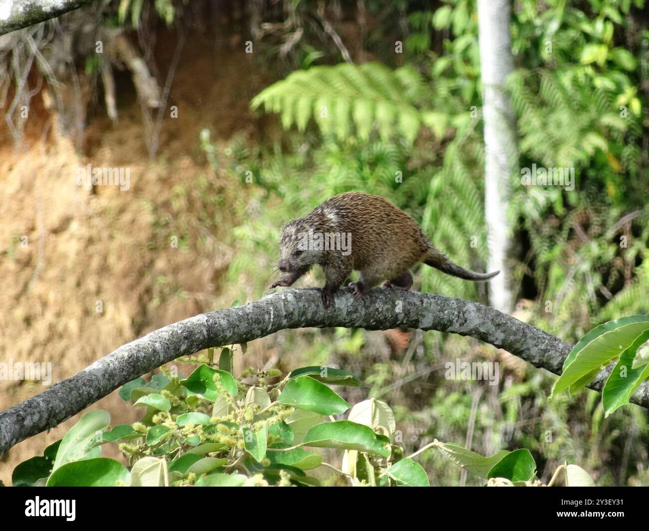 Stump-tailed Porcupine (Coendou rufescens) Mammalia Stock Photo - Alamy