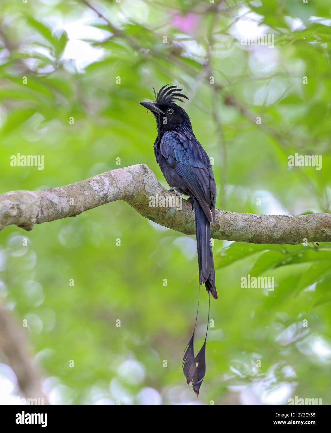 Racket tailed drongo hi-res stock photography and images - Alamy