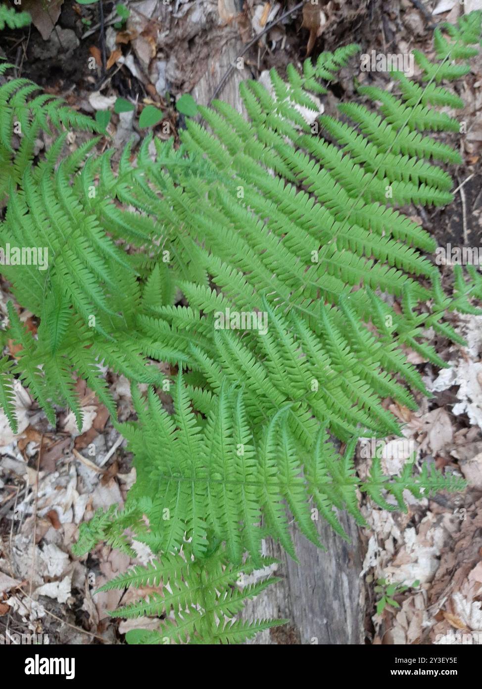 New York fern (Amauropelta noveboracensis) Plantae Stock Photo - Alamy