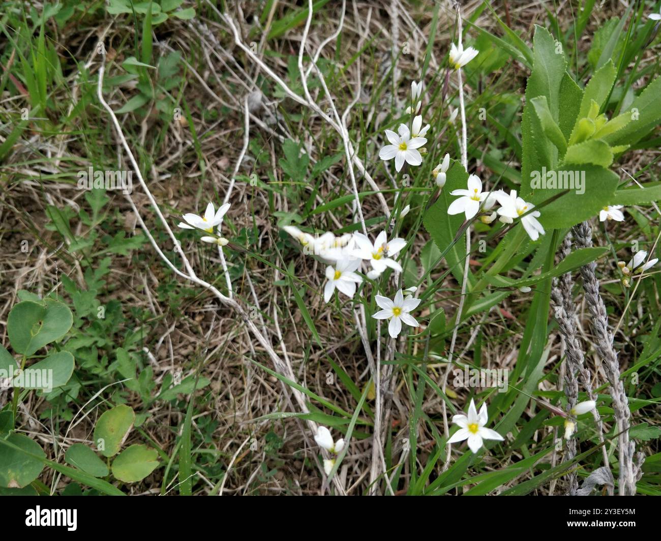 prairie blue-eyed grass (Sisyrinchium campestre) Plantae Stock Photo ...