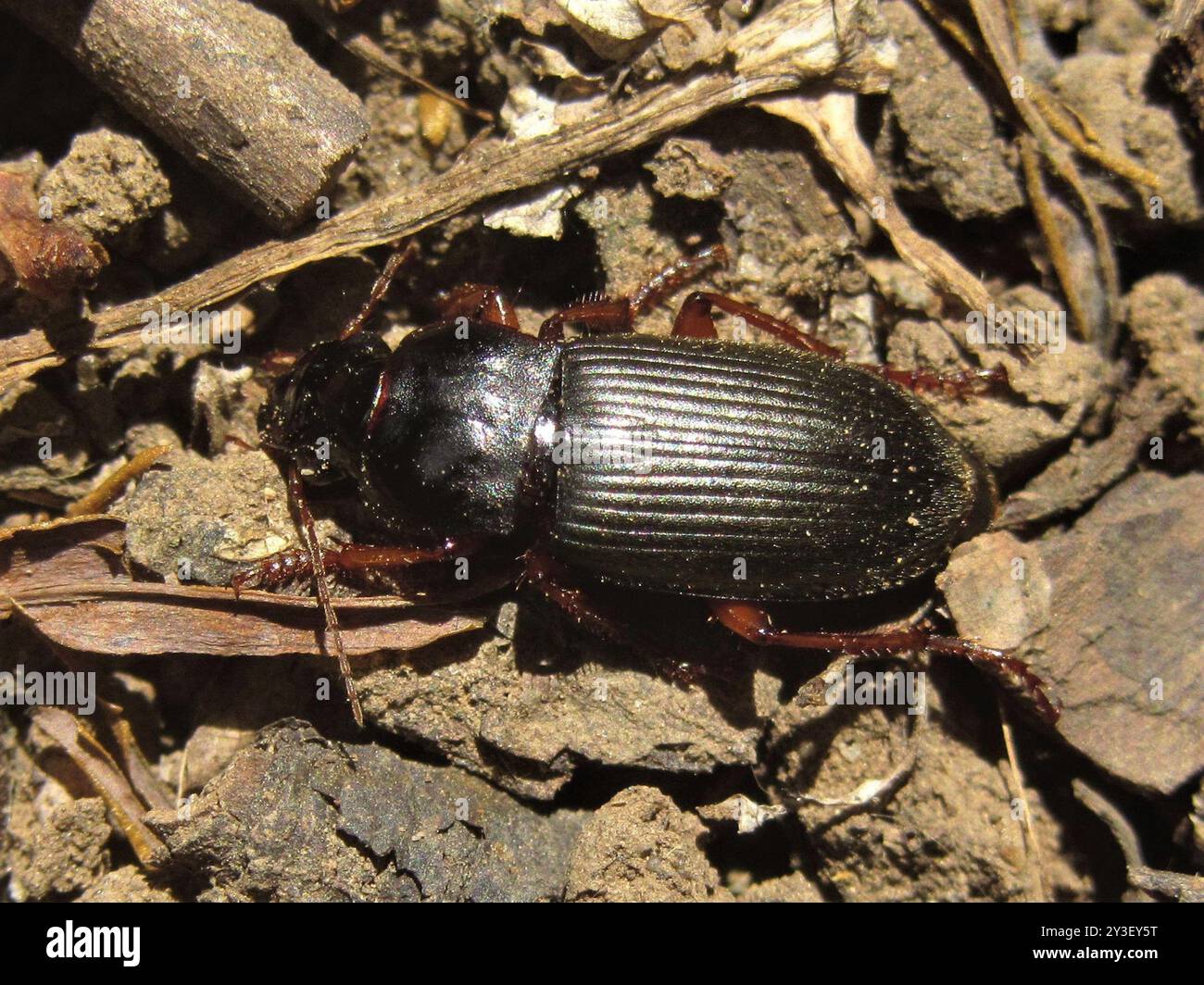 Strawberry Seed Beetle (Harpalus rufipes) Insecta Stock Photo - Alamy
