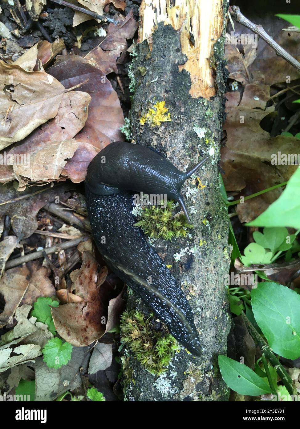 Ash-black Slug (Limax cinereoniger) Mollusca Stock Photo - Alamy