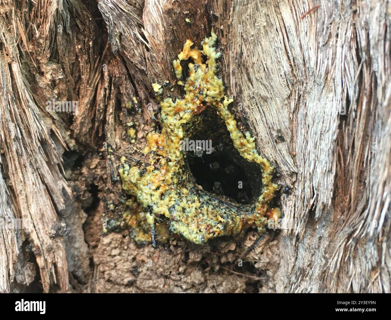 Charcoal Stingless Bee (Tetragonula carbonaria) Insecta Stock Photo - Alamy